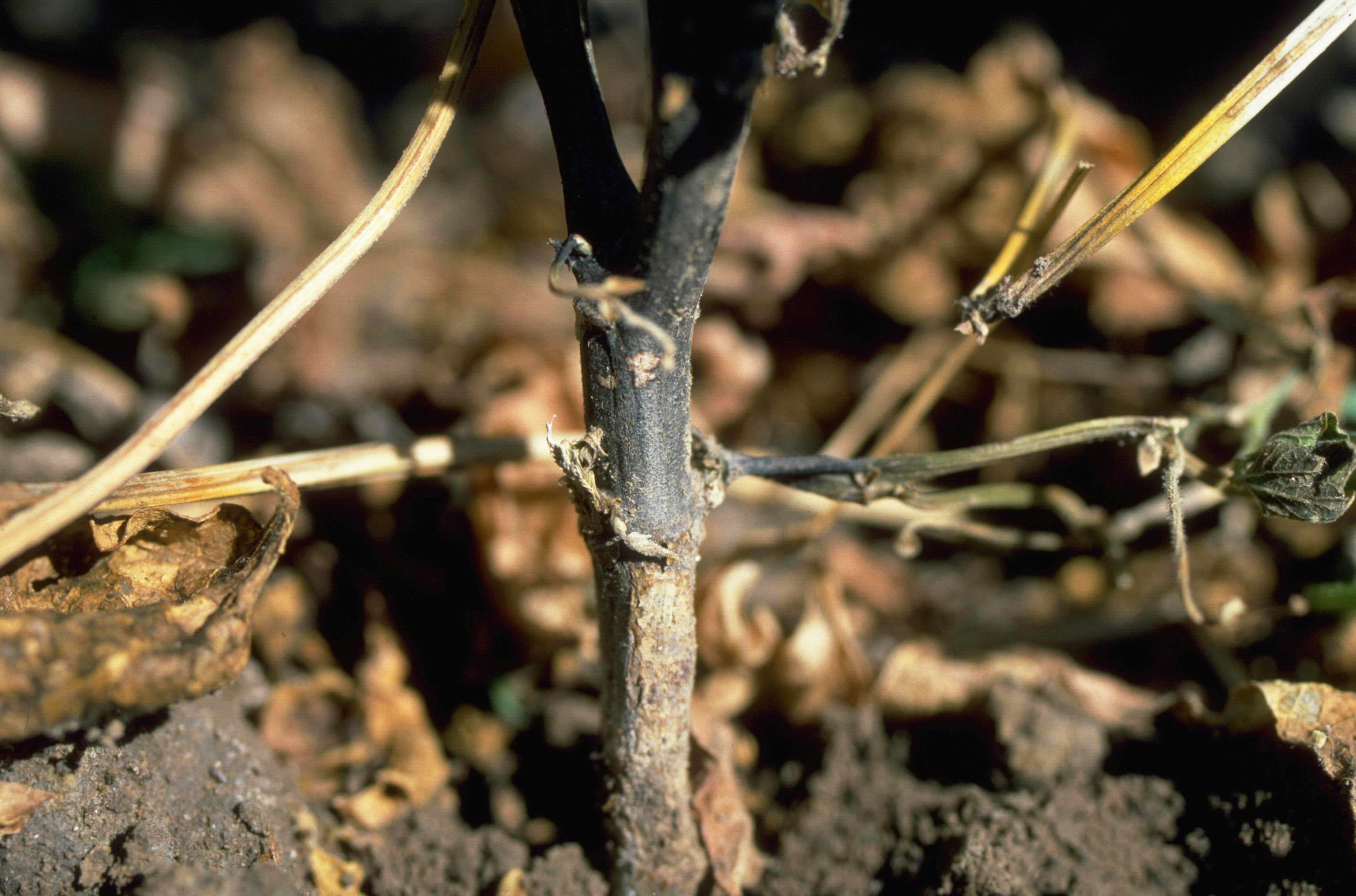 Charcoal rot - Prevention, Control and Damage