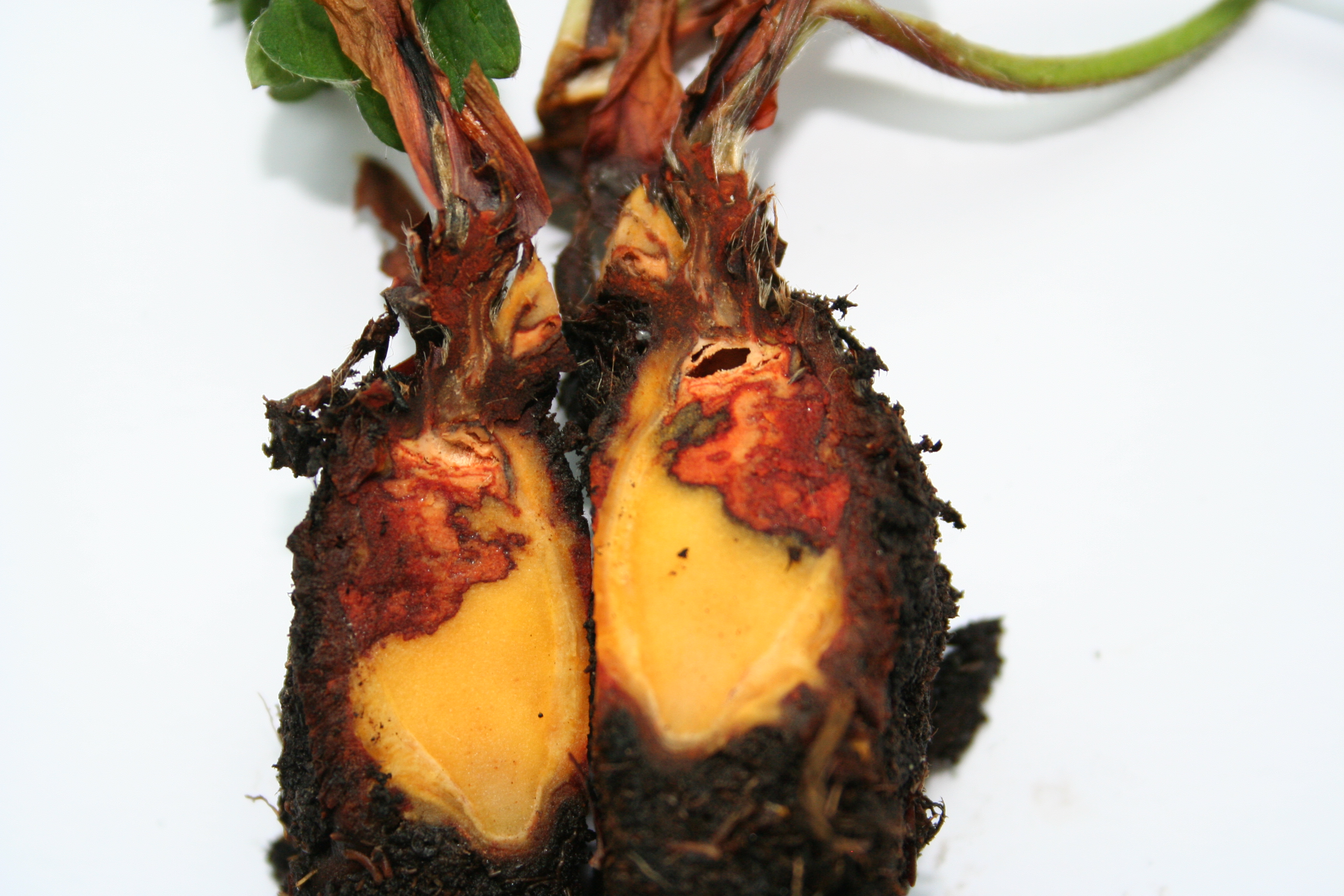 Root and crown rot of strawberry - Prevention, Control and Damage