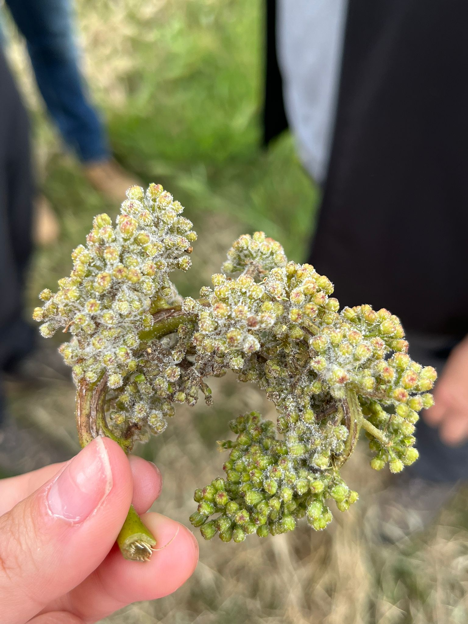 Grape Downy Mildew (Plasmopara viticola) – Biological Control, Symptoms ...