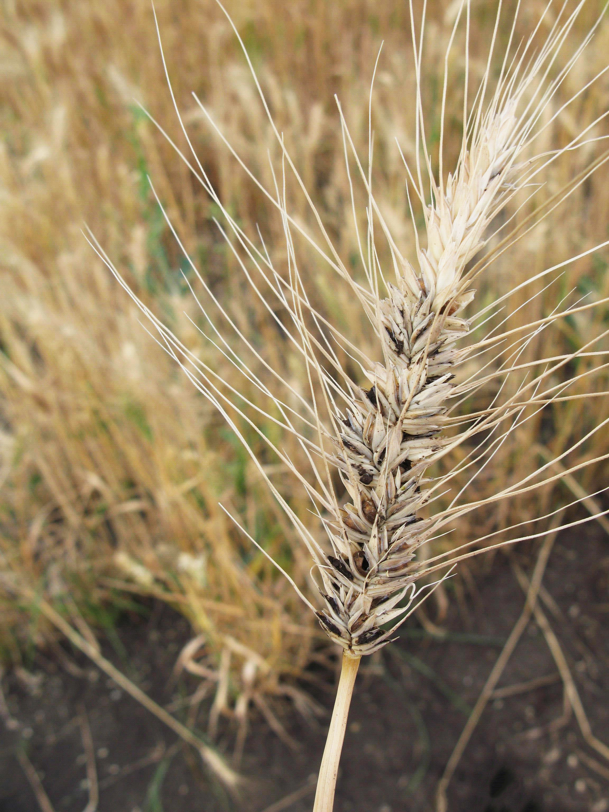 Dwarf bunt - Prevention, Control and Damage