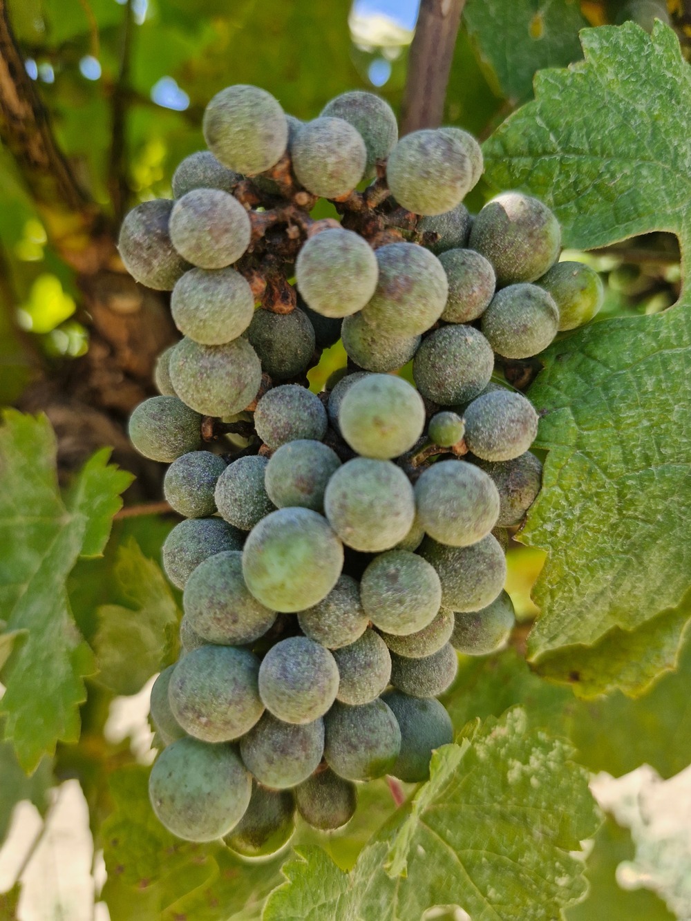 Grapevine Powdery Mildew (Erysiphe necator) – Biological Control ...