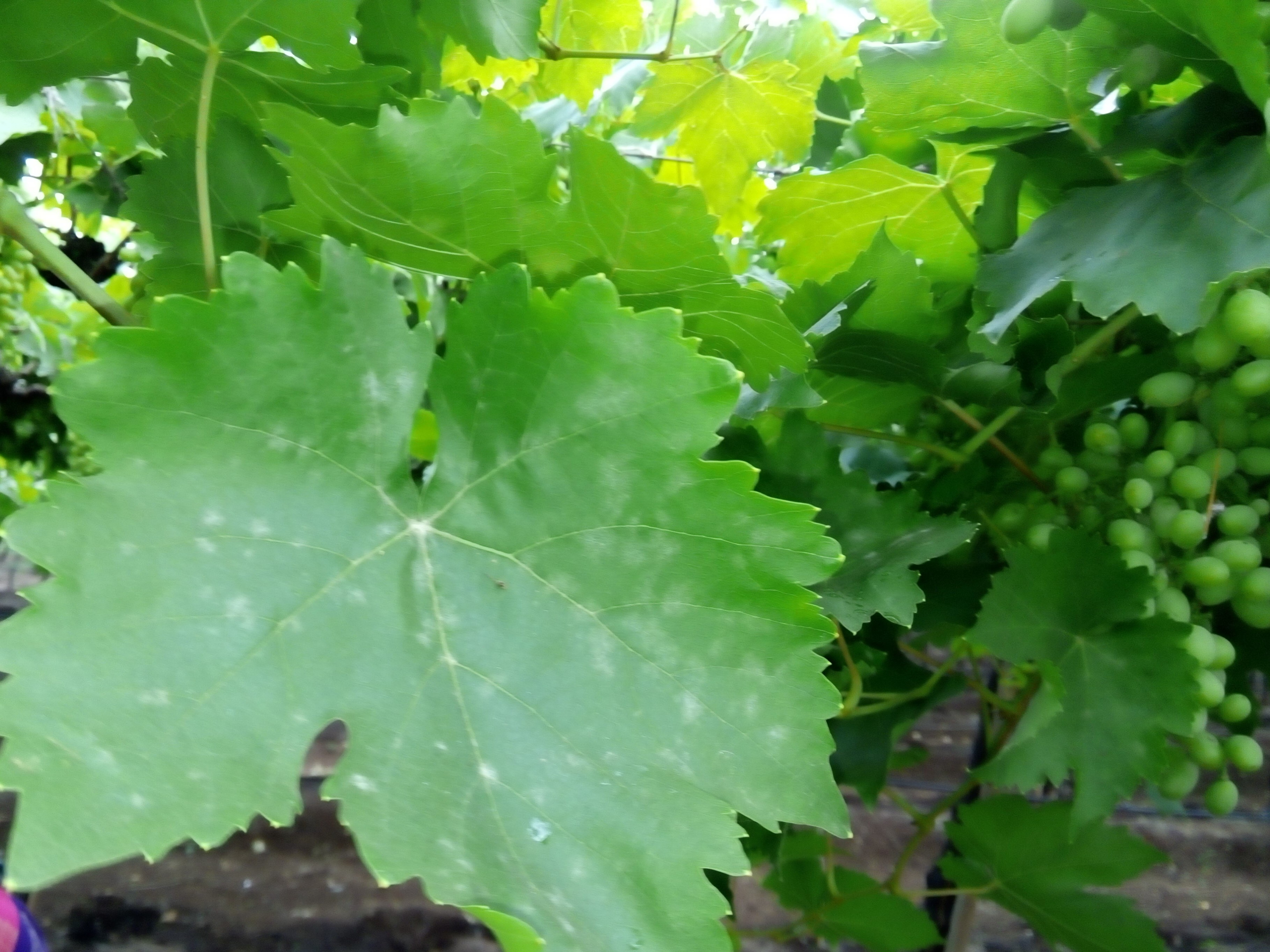 Grapevine Powdery Mildew (Erysiphe necator) – Biological Control ...