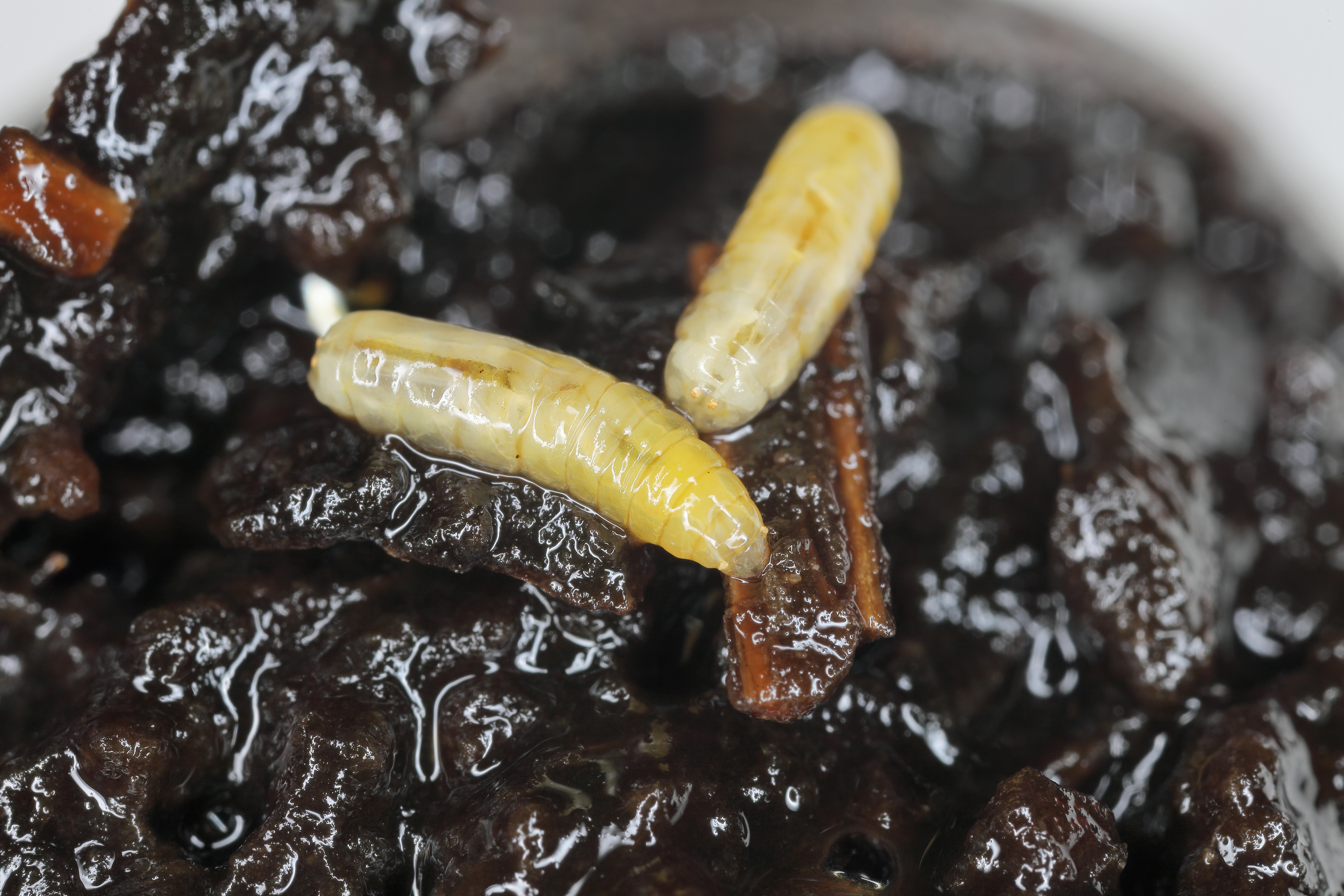 Walnut husk fly - Biocontrol, Damage and Life Cycle