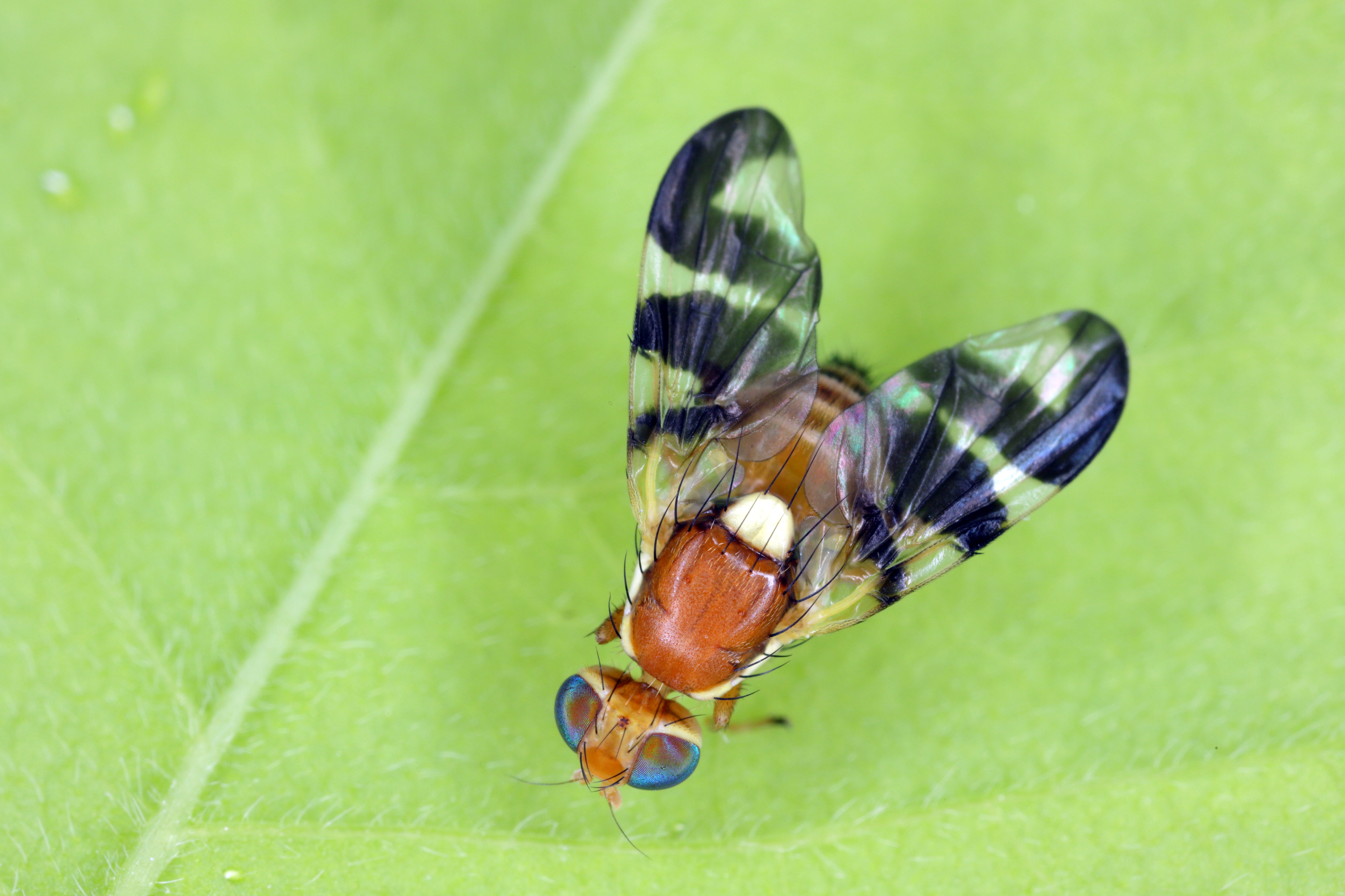 Walnut husk fly - Biocontrol, Damage and Life Cycle