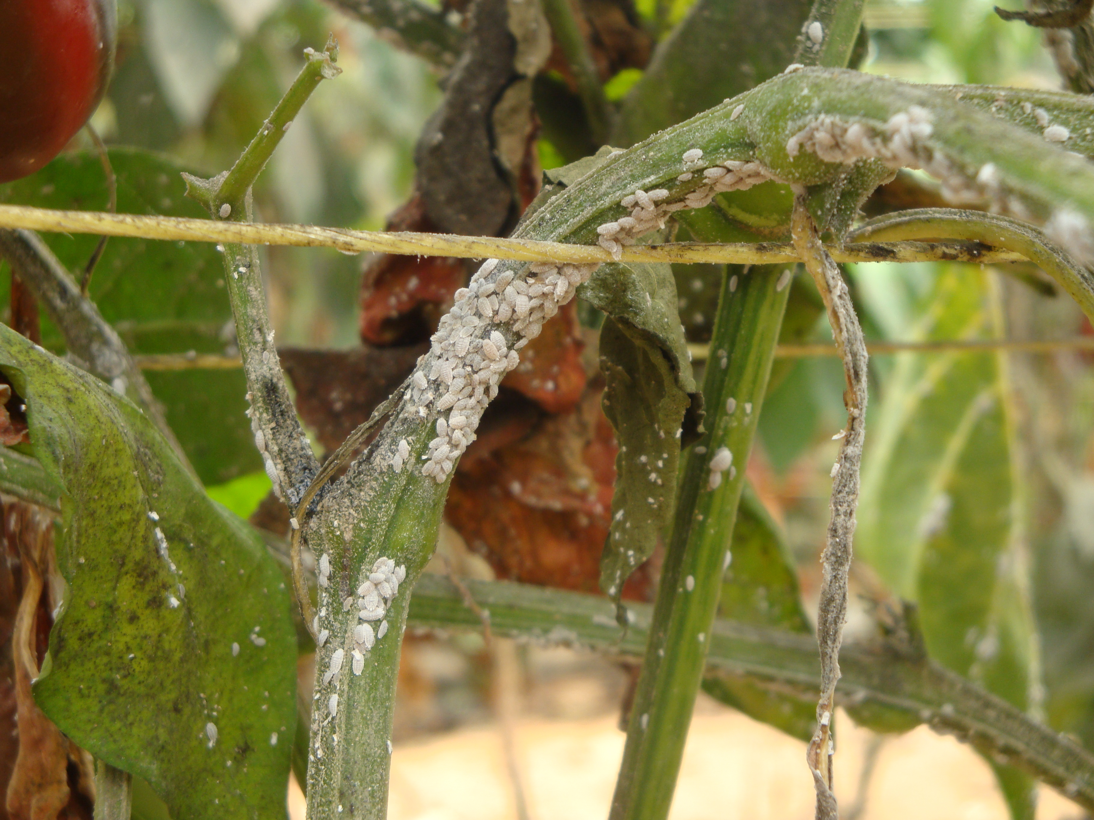 Citrus mealybug - Biocontrol, Damage and Life Cycle