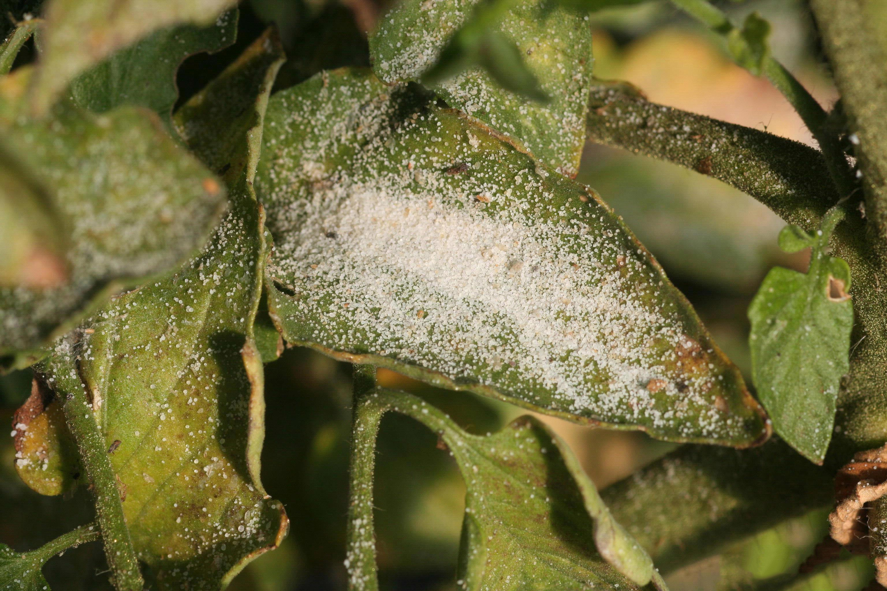 Potato/tomato psyllid - Biocontrol, Damage and Life Cycle
