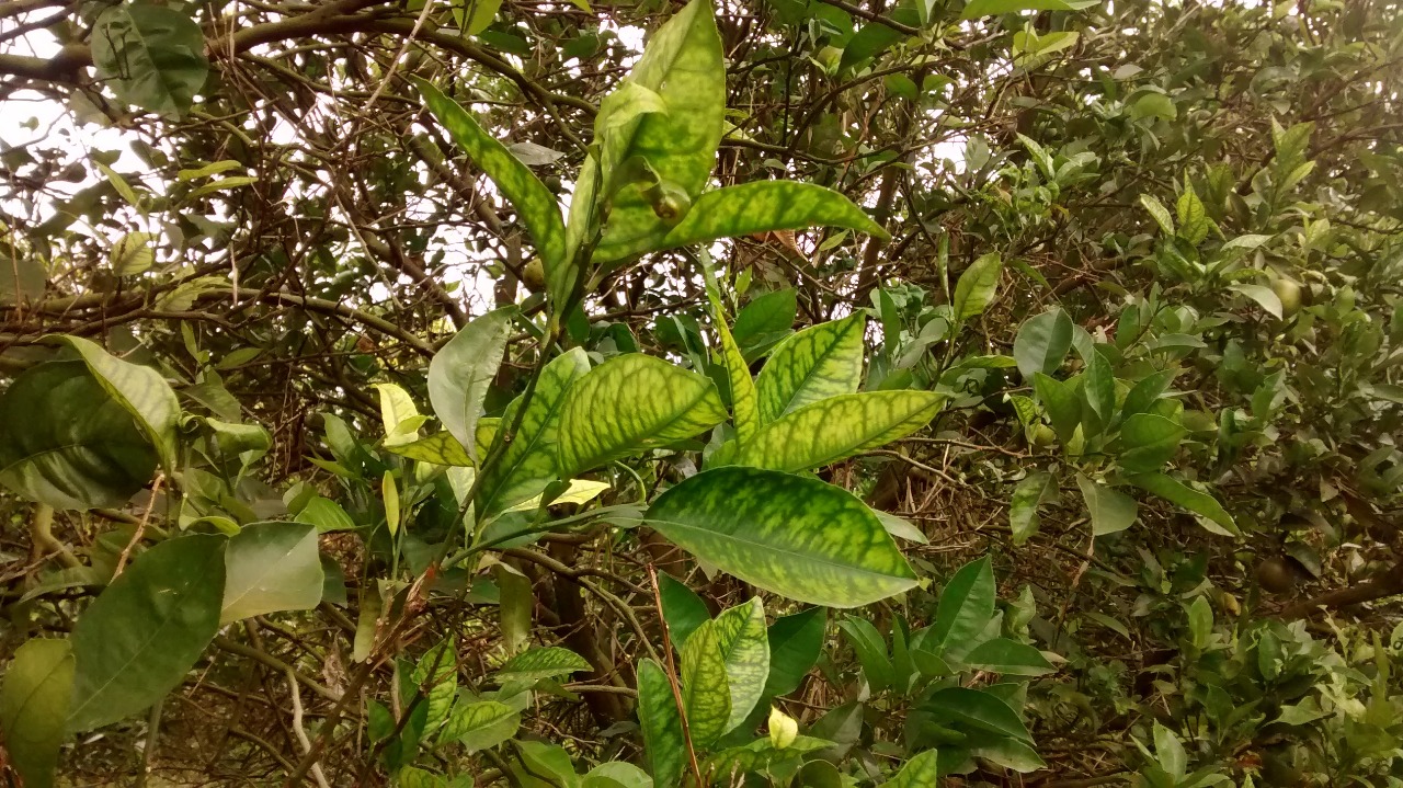 Asian citrus psyllid - Biocontrol, Damage and Life Cycle