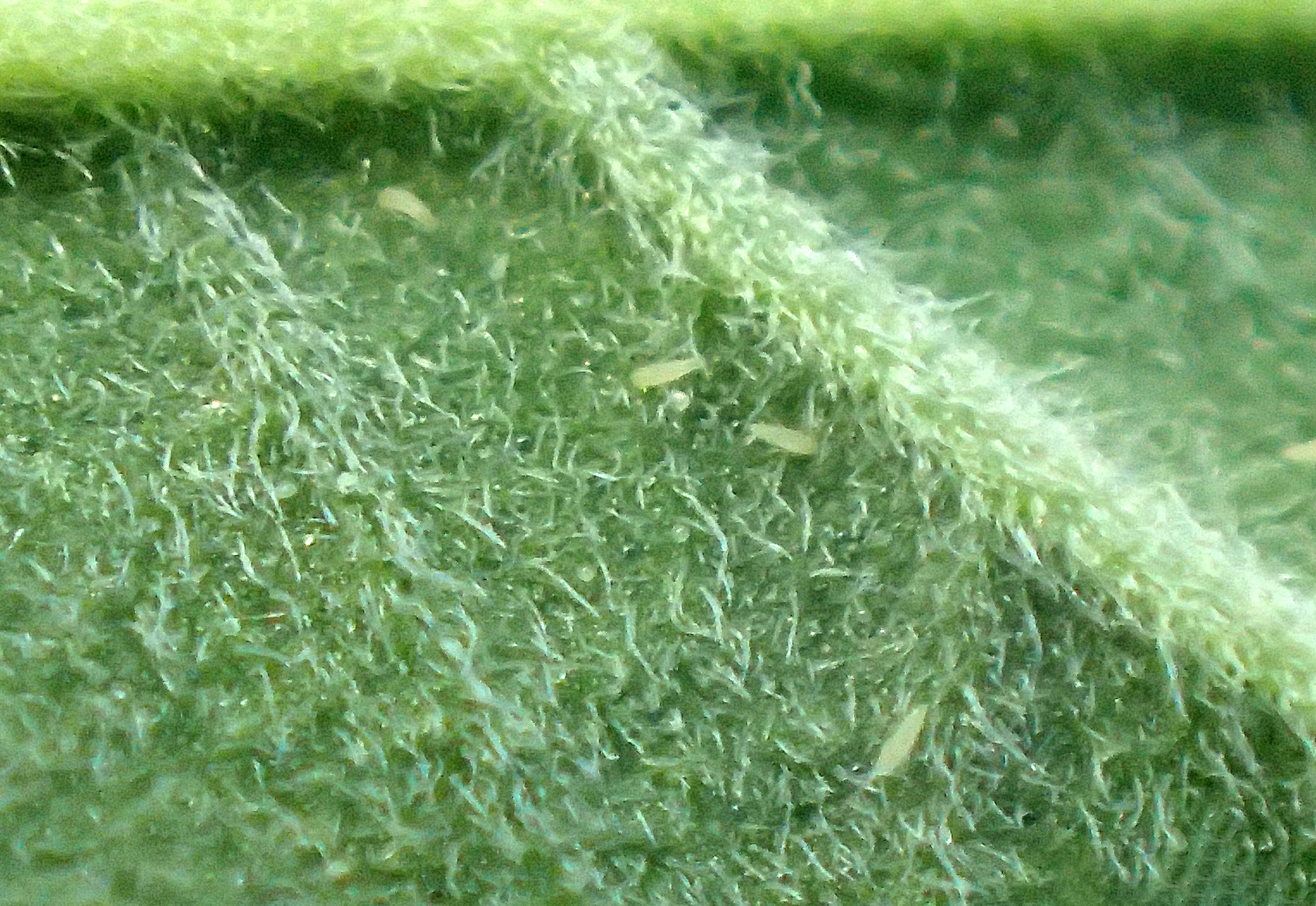 Hemp russet mite - Biocontrol, Damage and Life Cycle