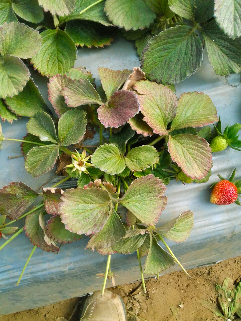 Two-spotted spider mite - Biocontrol, Damage and Life Cycle