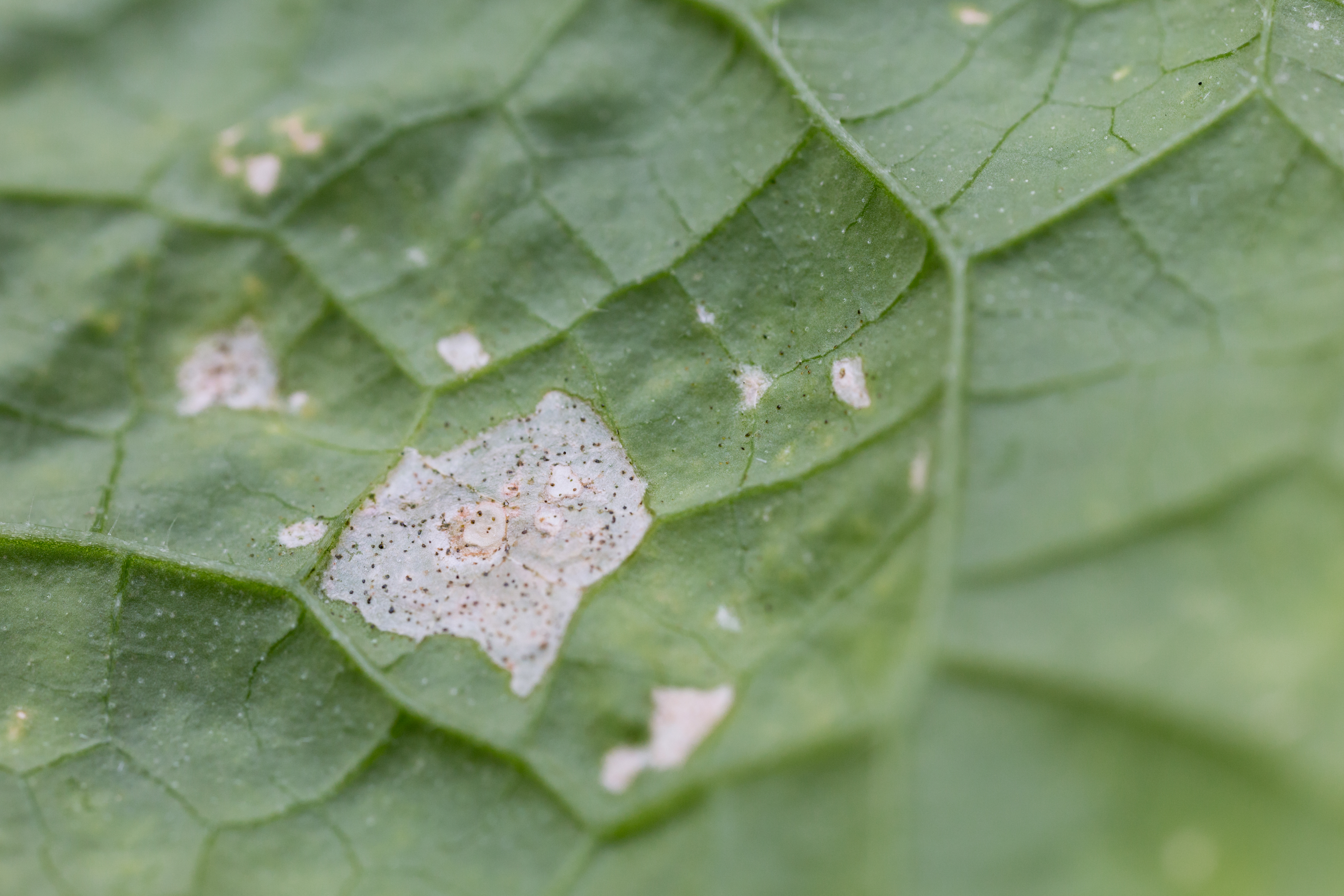 Thrips - Biocontrol, Damage and Life Cycle