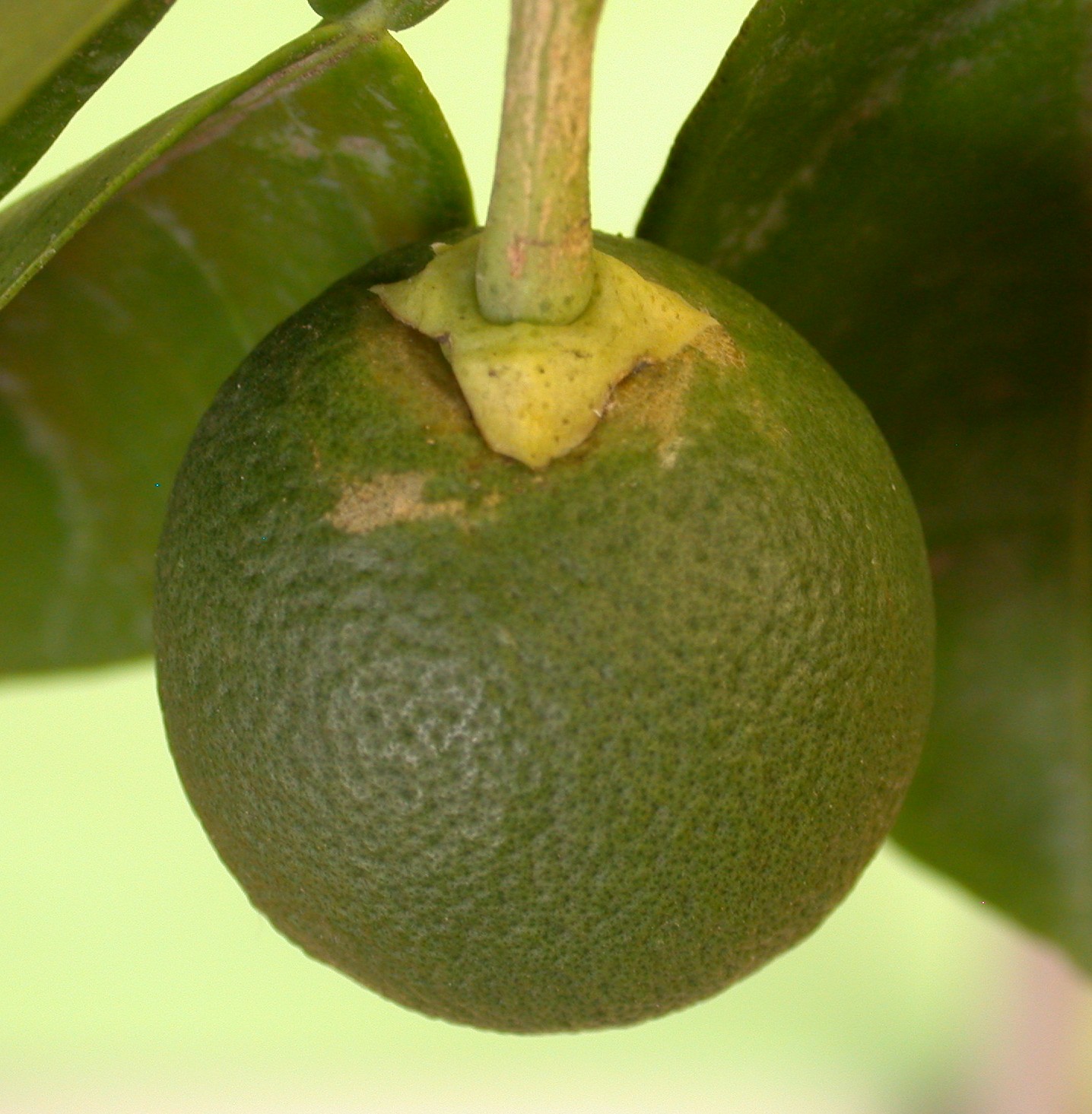 Citrus thrips - Biocontrol, Damage and Life Cycle