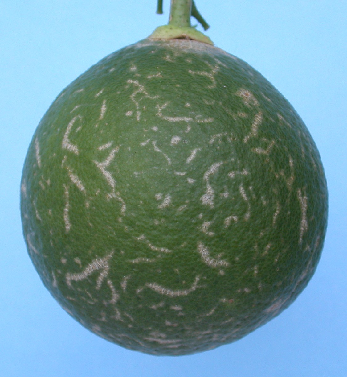 Citrus thrips - Biocontrol, Damage and Life Cycle