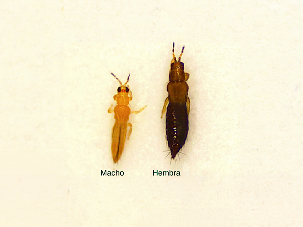 Thrips parvispinus - Identify and Control Tobacco thrips