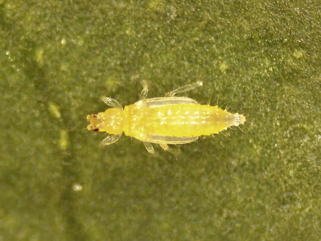 Thrips parvispinus - Identify and Control Tobacco thrips