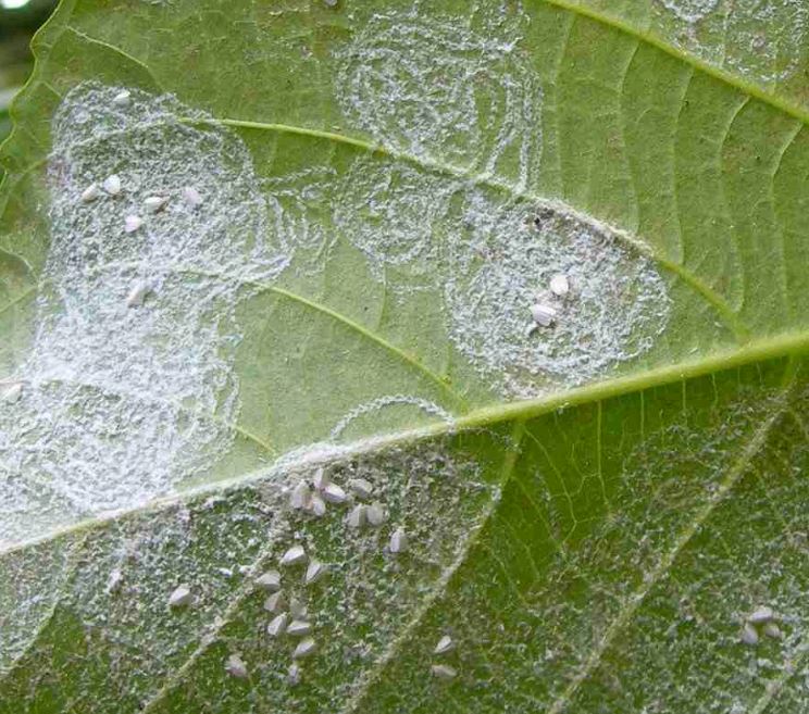 Whitefly - Biocontrol, Damage and Life Cycle