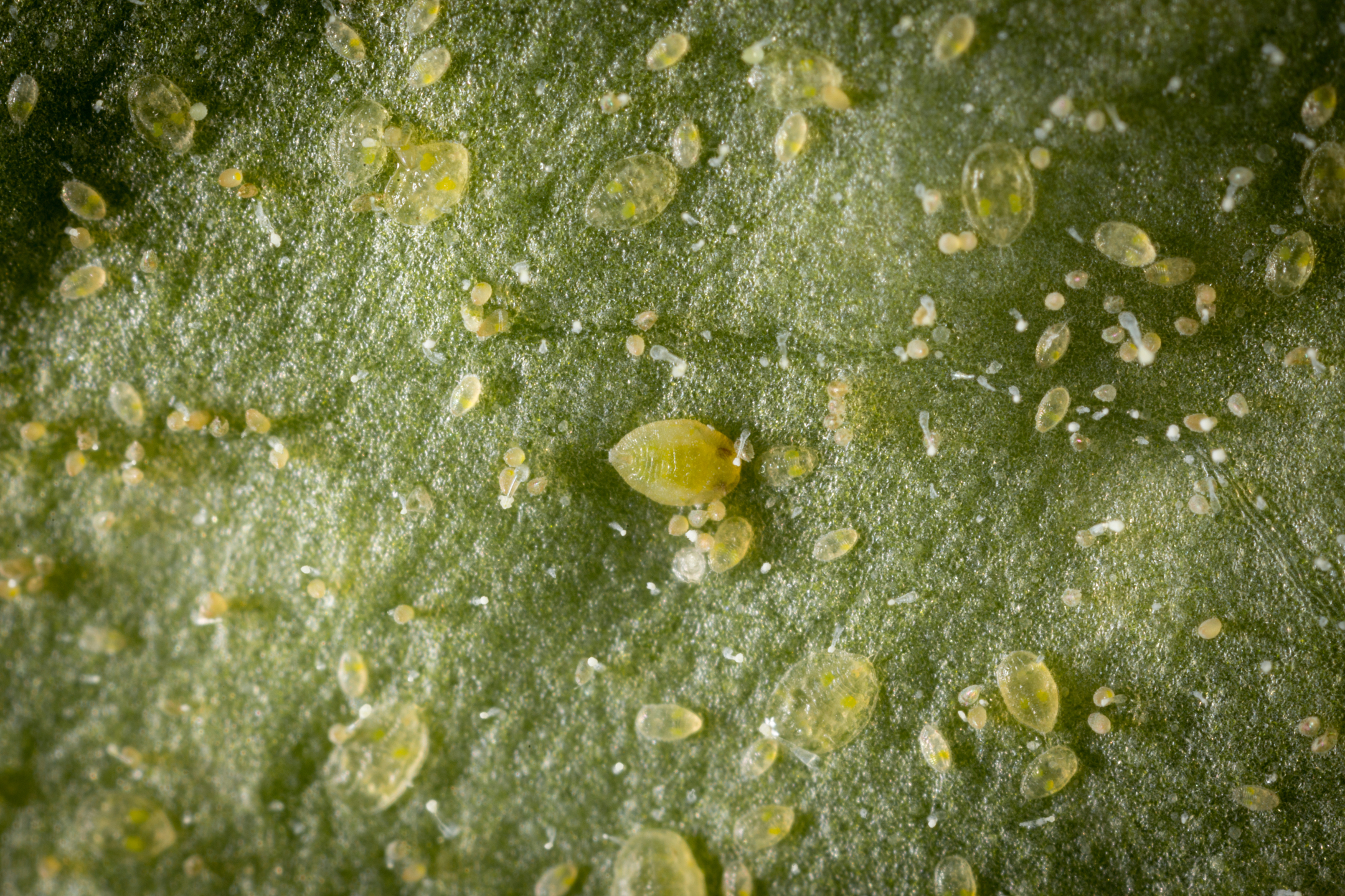 Step-by-step guide to whitefly control | Monitoring and Biocontrol