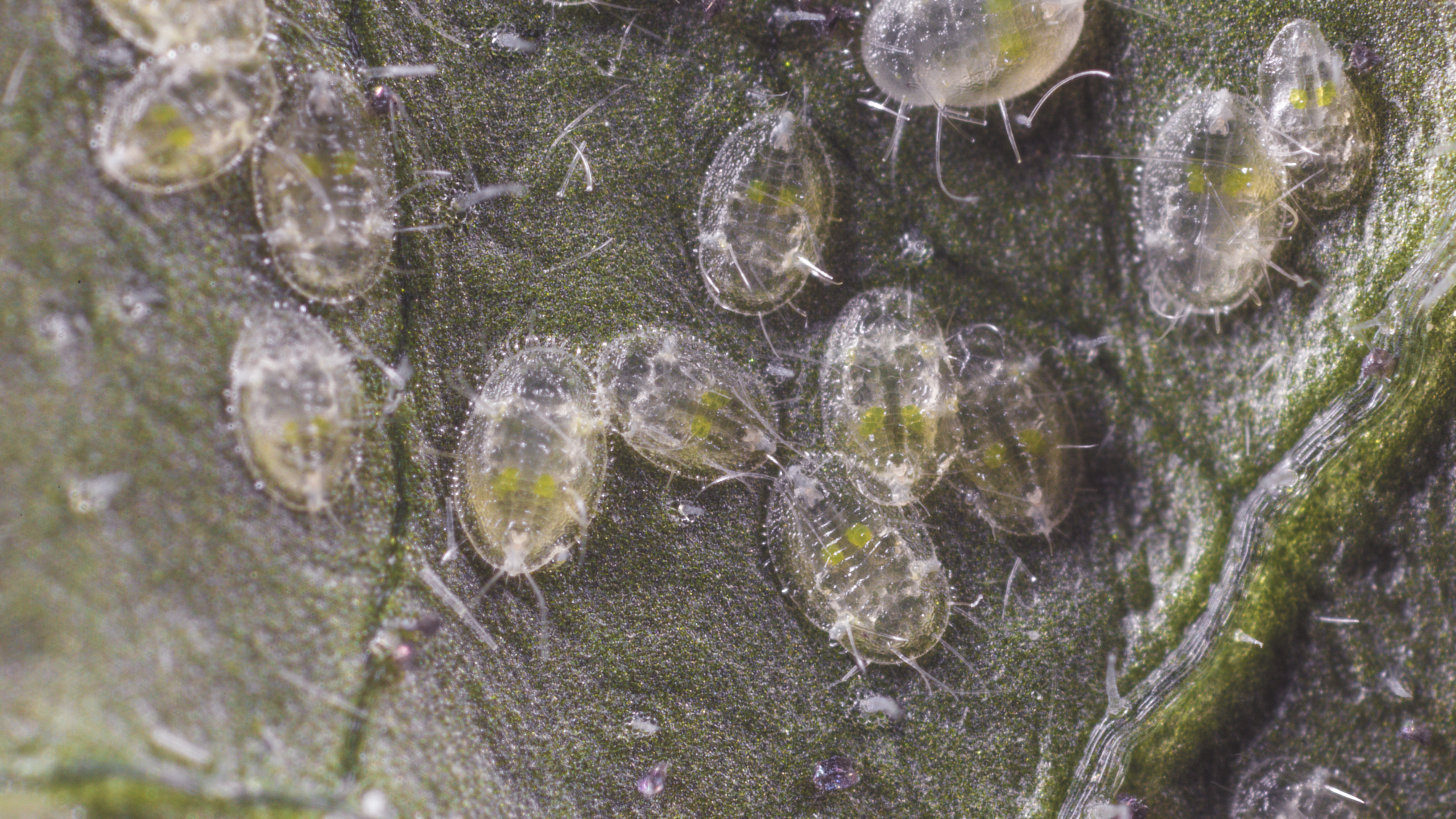 A step-by-step guide to whitefly control | Koppert Global