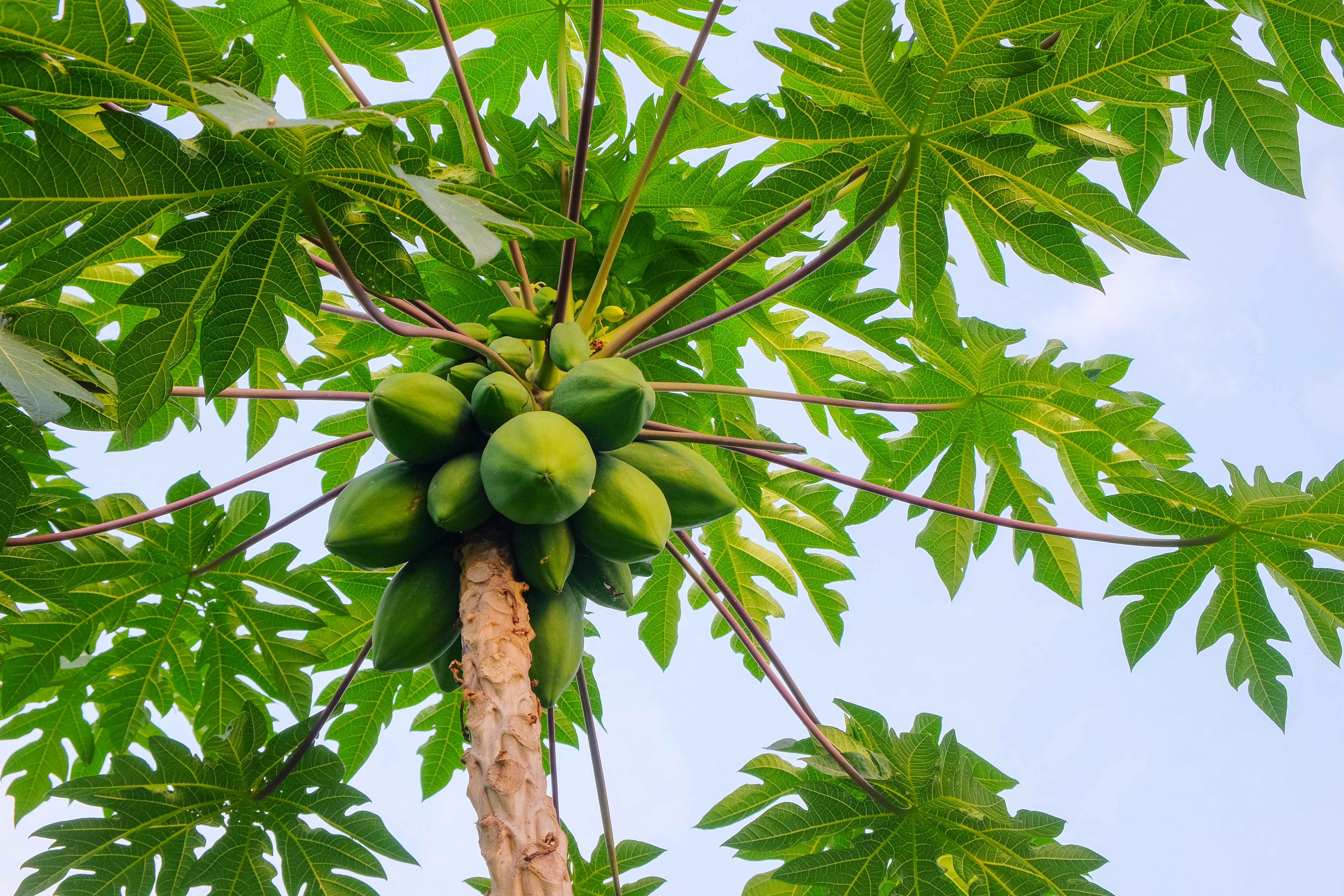 Papaya | Koppert Global