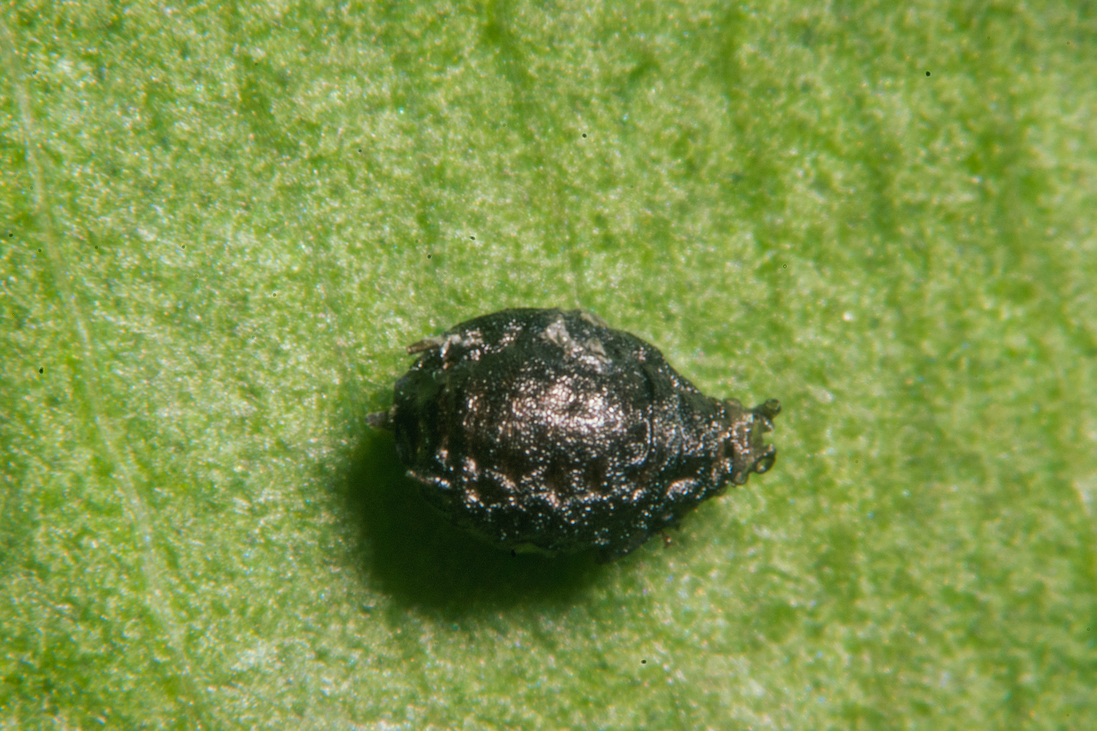 Ephedrus cerasicola (Parasitic Wasp): Biological Control of Aphids