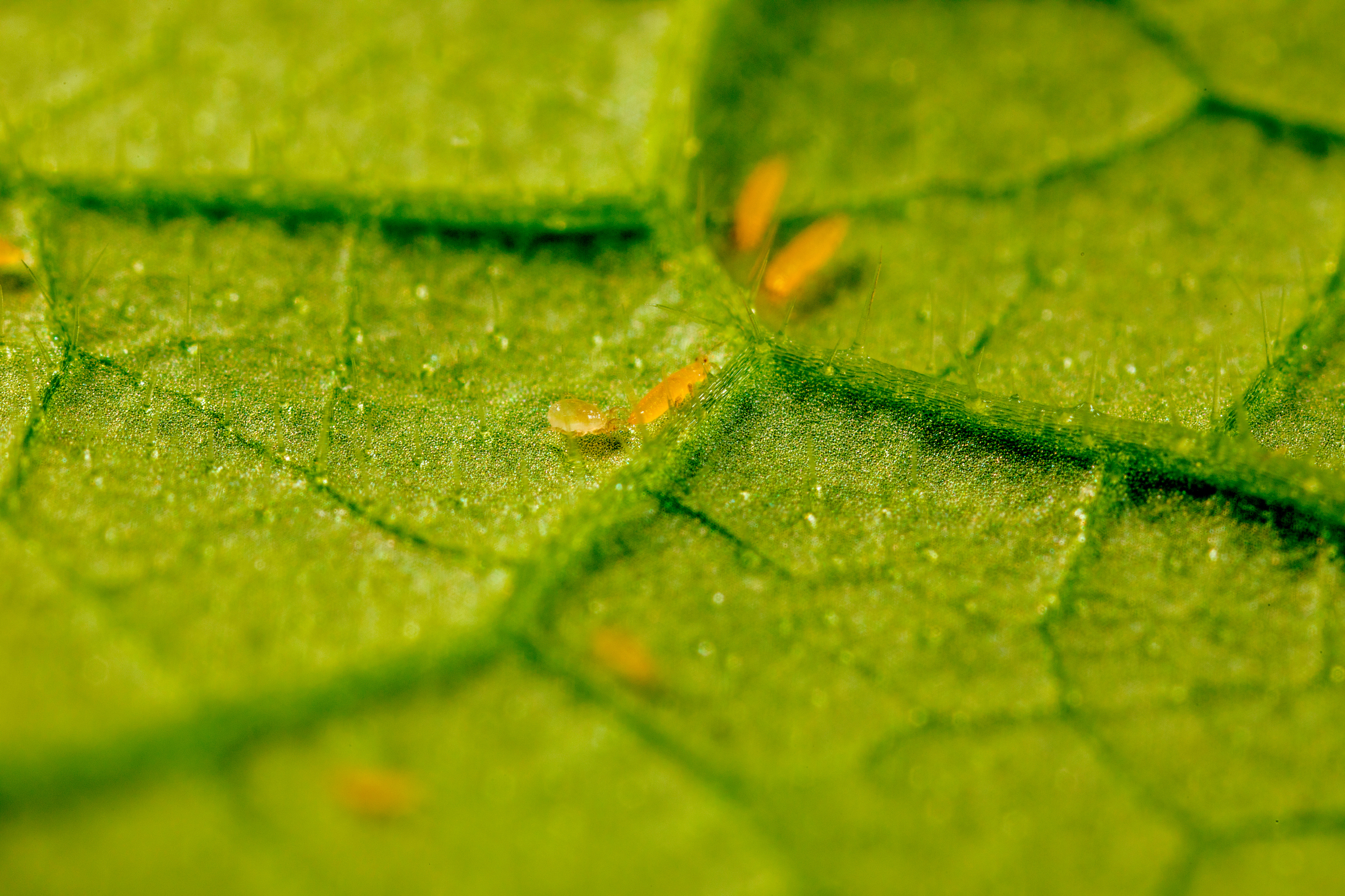 Effective thrips control with predatory mites | Koppert Global