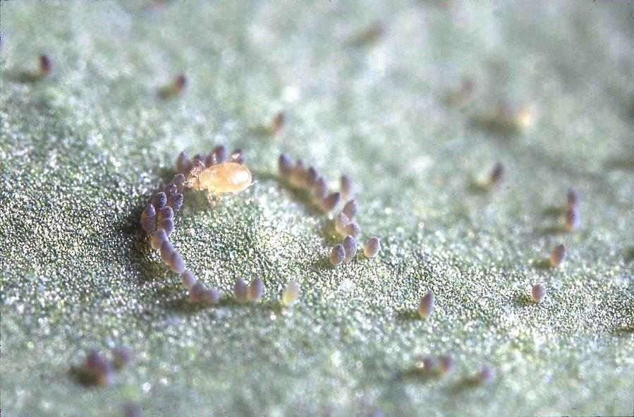 Effective whitefly control with predatory mites | Koppert Global