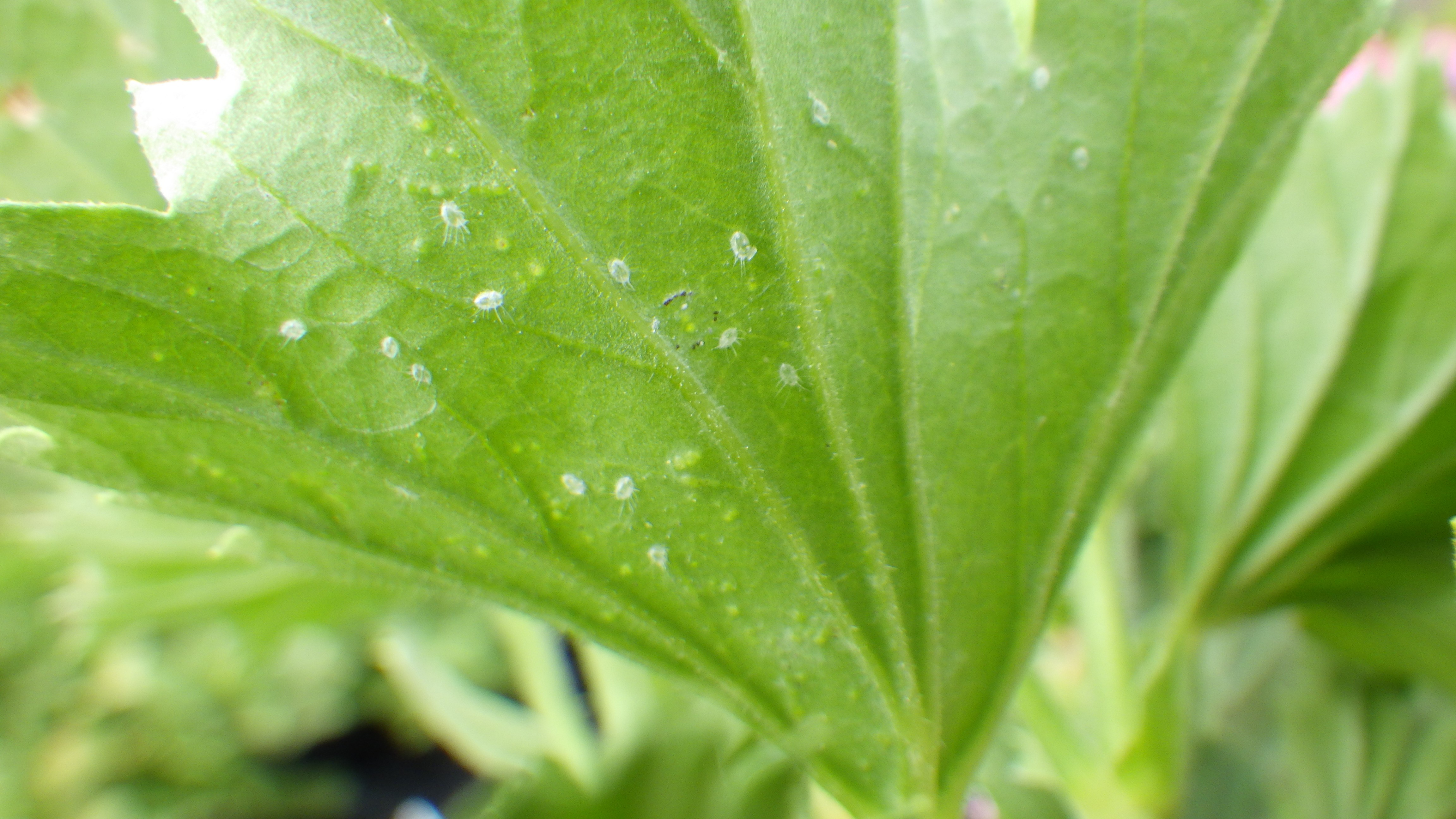 Effective whitefly control with predatory mites | Koppert Global