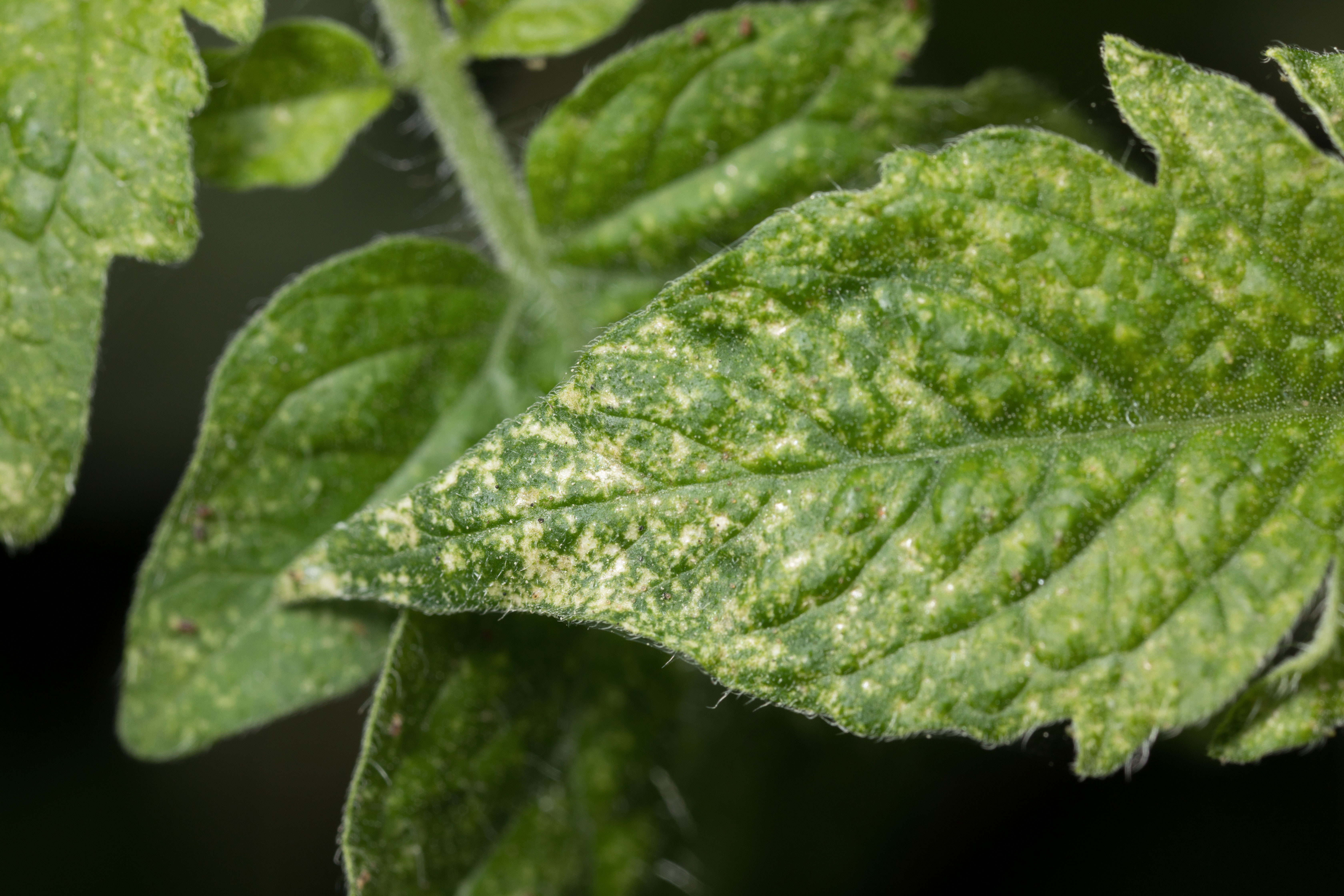 Effective spider mite control with predatory mites | Koppert Global