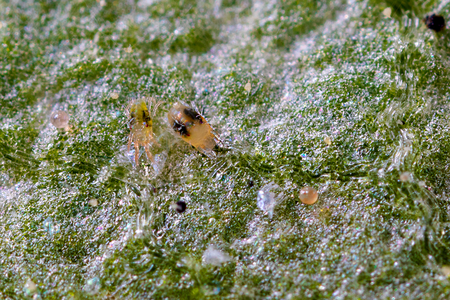Effective spider mite control with predatory mites | Koppert Global